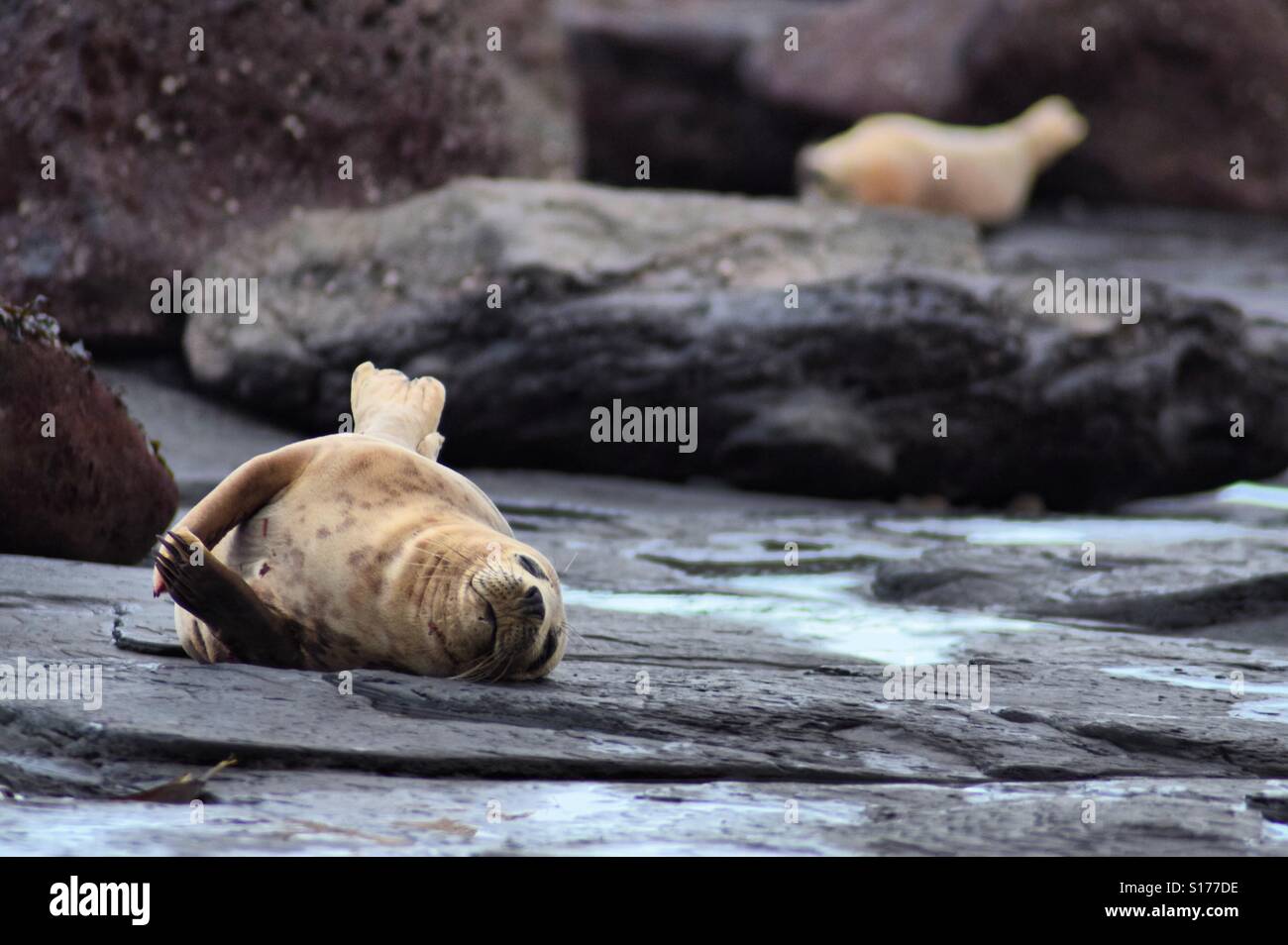 Seal chilling hi-res stock photography and images - Alamy