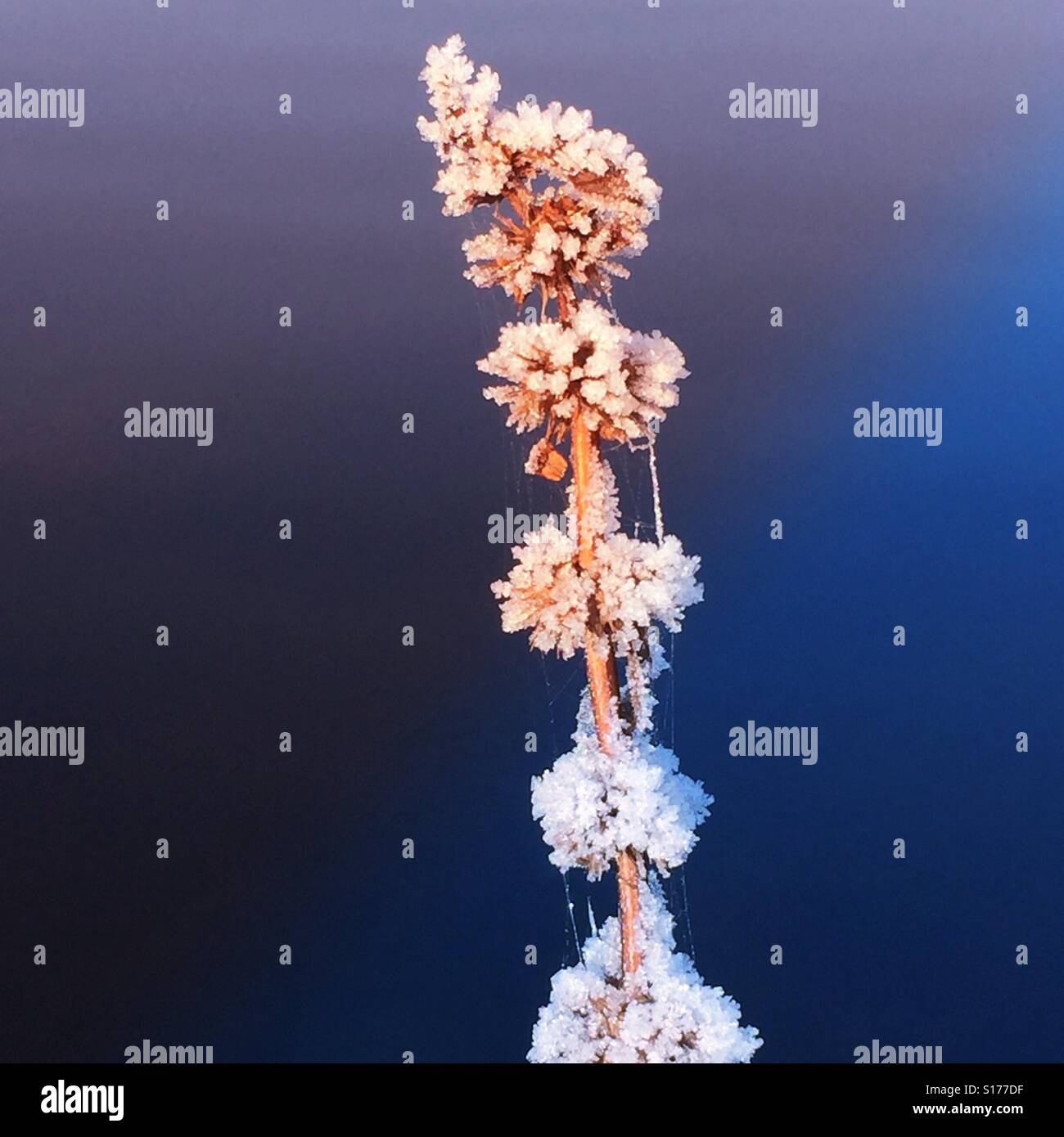 Frosted plant stem Stock Photo - Alamy