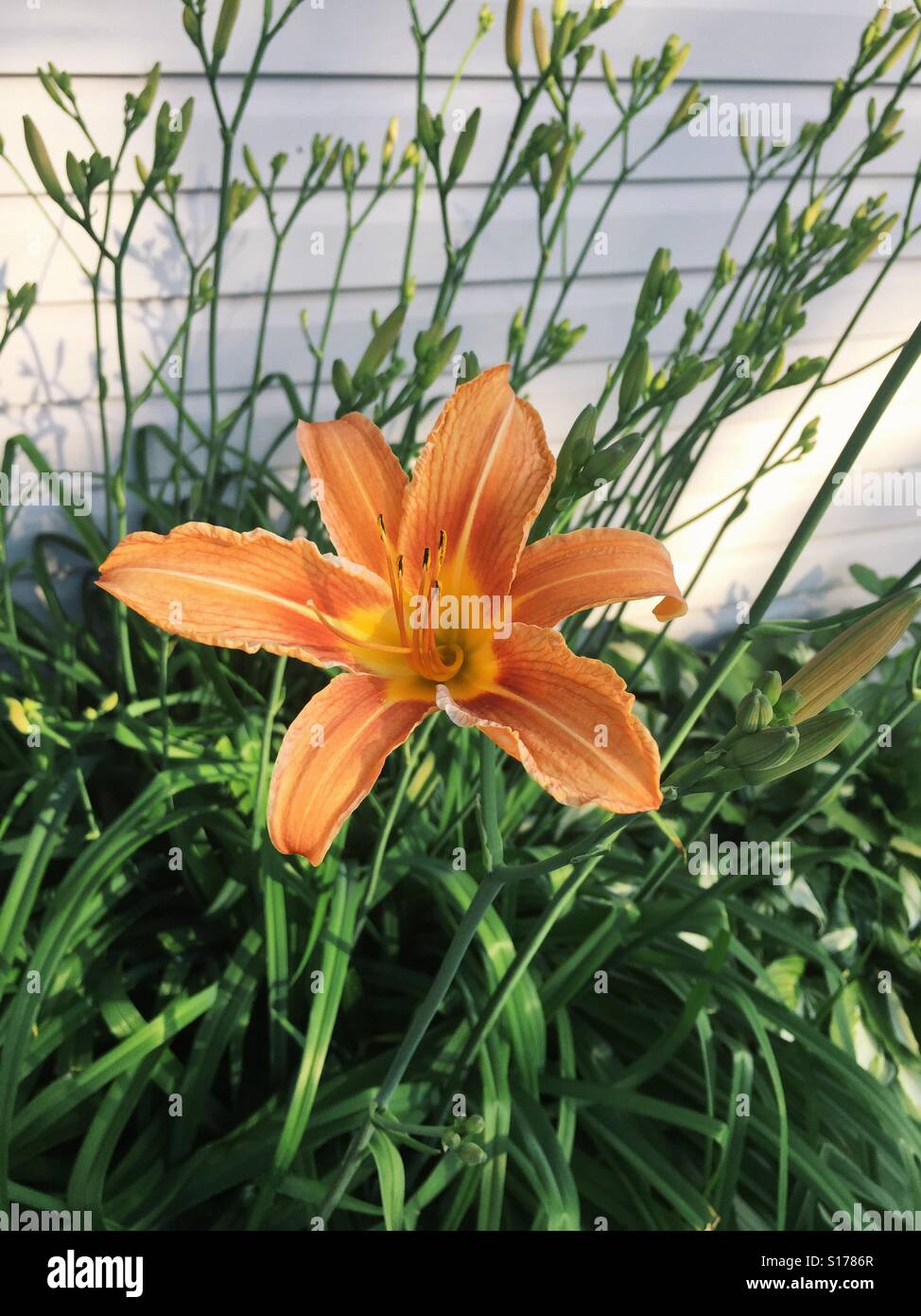 Tiger lilly hi-res stock photography and images - Alamy