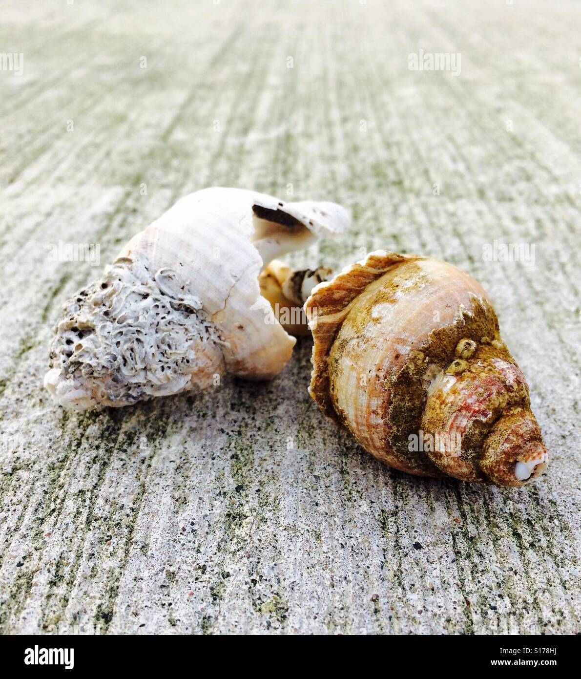 Two shells hi-res stock photography and images - Alamy
