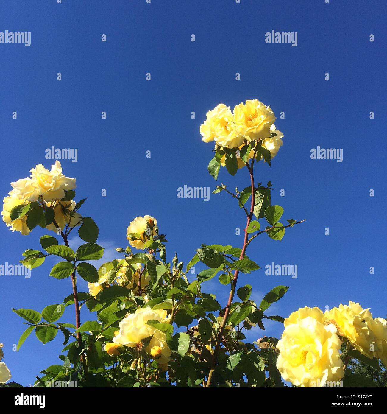 Summer roses hi-res stock photography and images - Alamy
