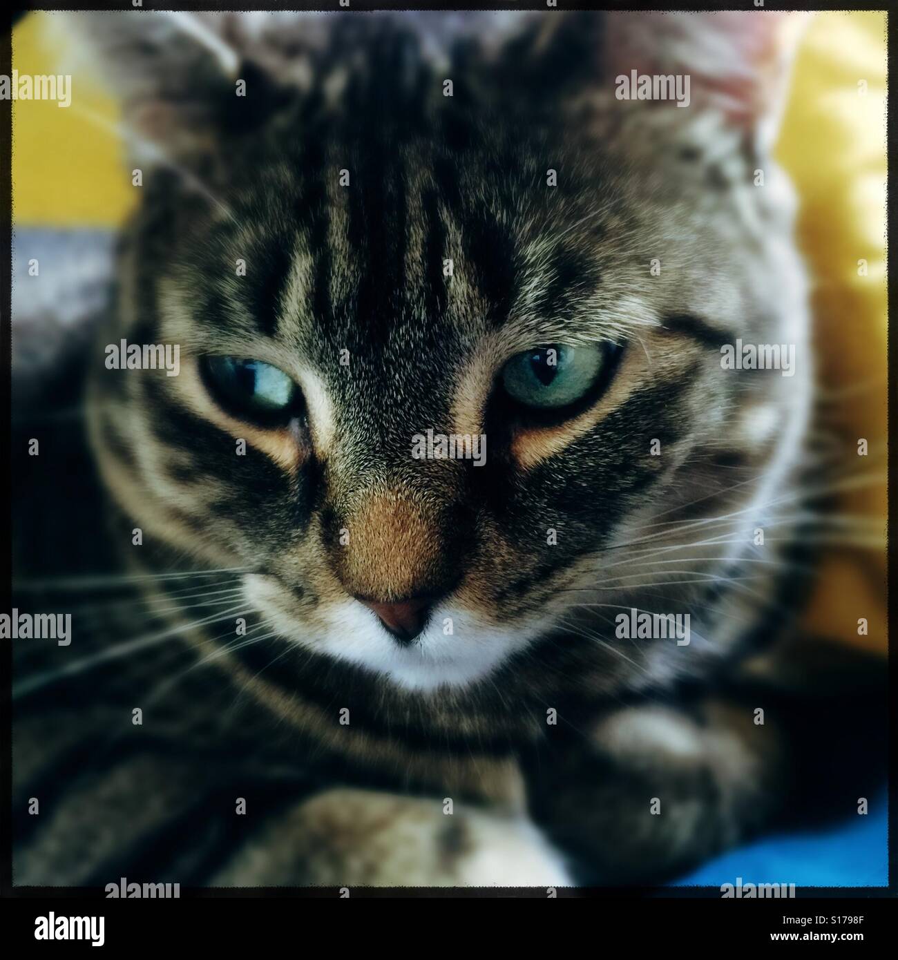 Suspicious eyes hi-res stock photography and images - Alamy