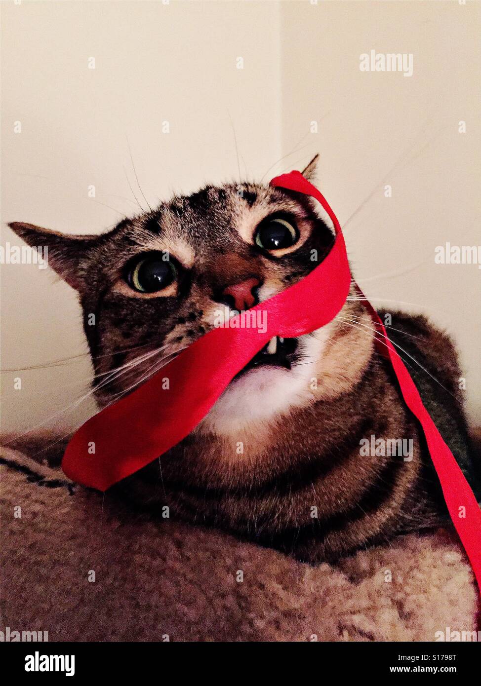 Tabby cat playing with red ribbon Stock Photo - Alamy