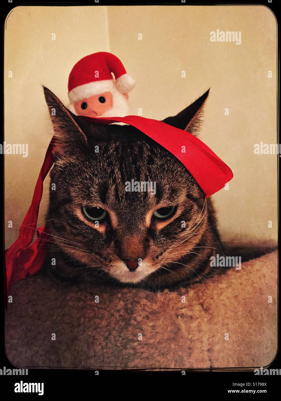 Good kitty hi-res stock photography and images - Alamy