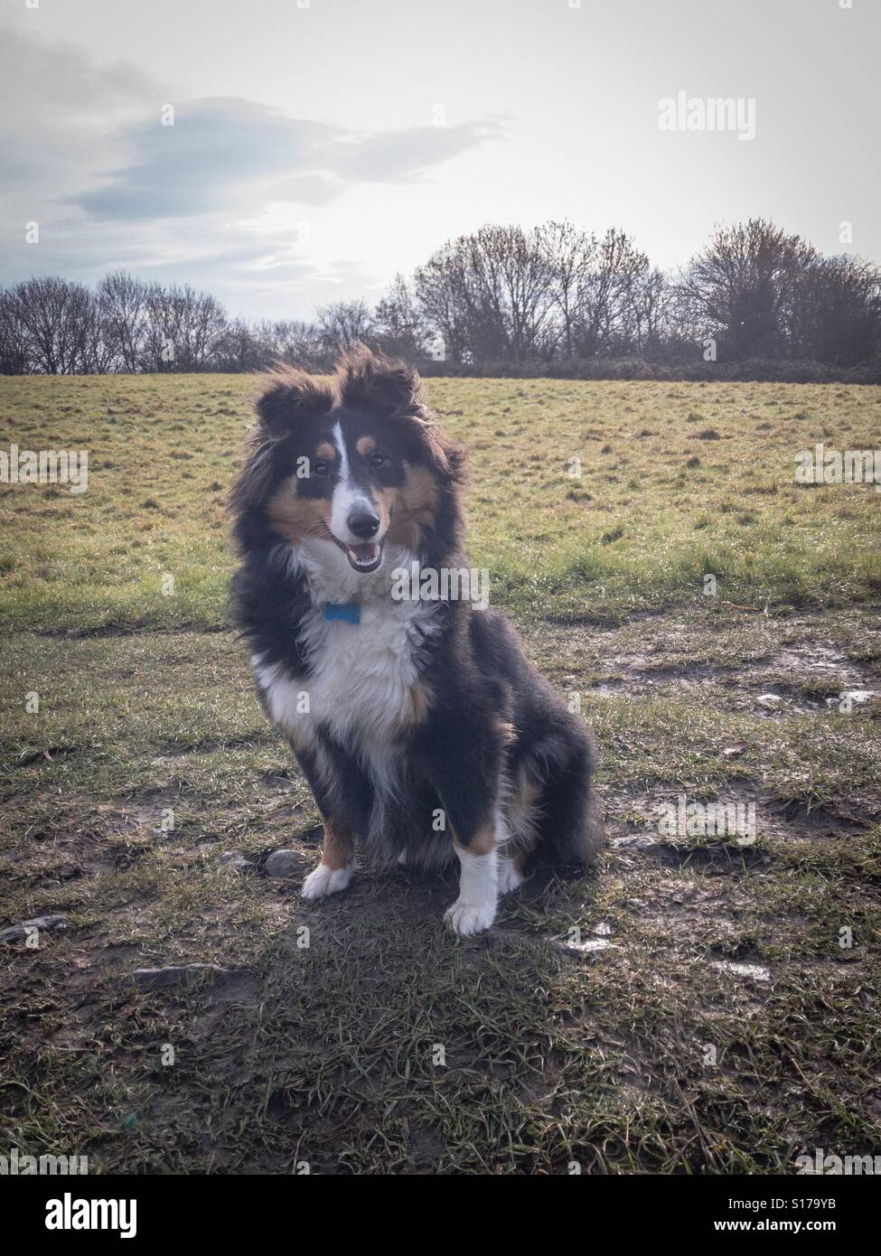Happy sheepdog hi-res stock photography and images - Alamy