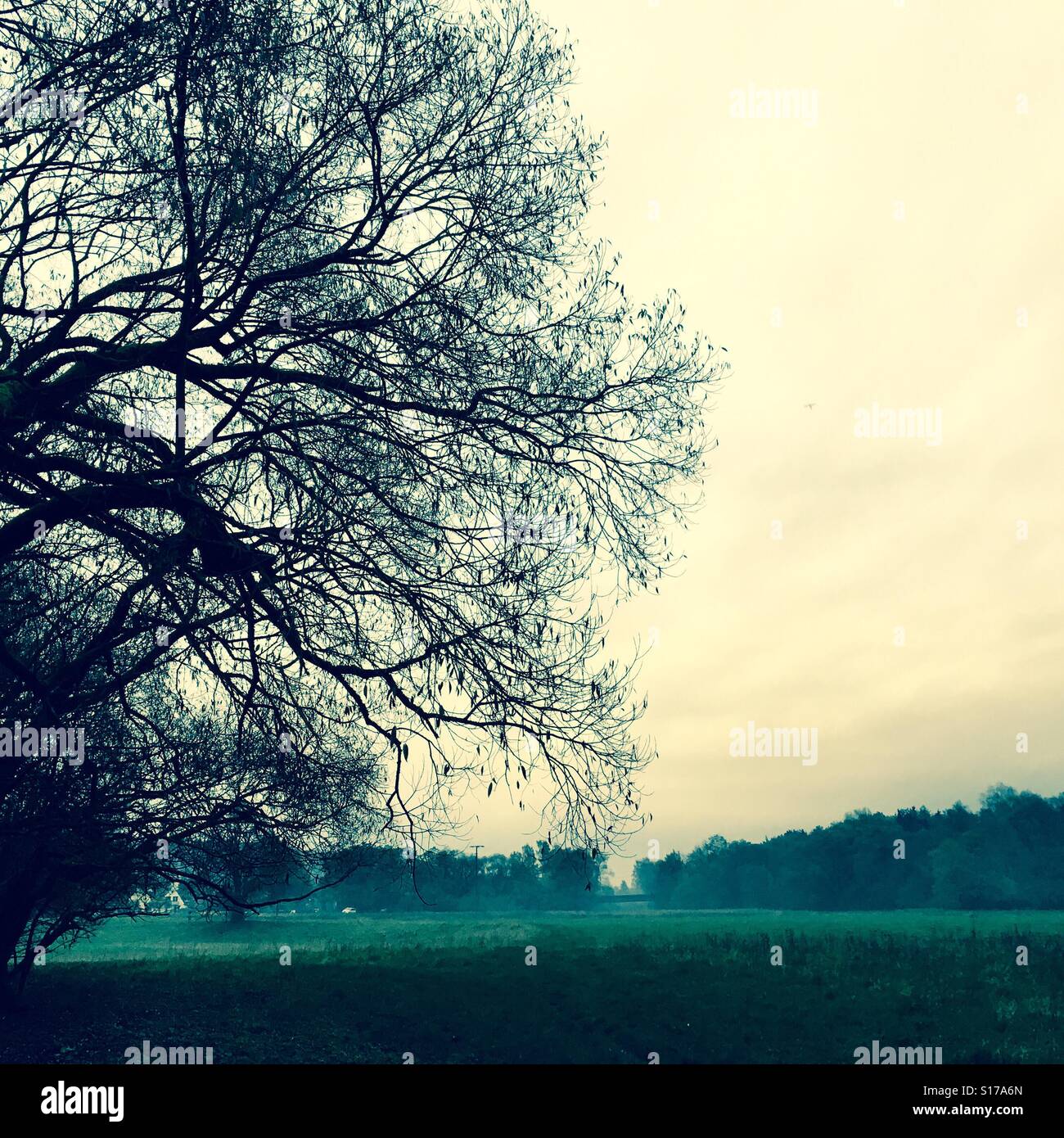 Haunting old winter tree in countryside Stock Photo - Alamy