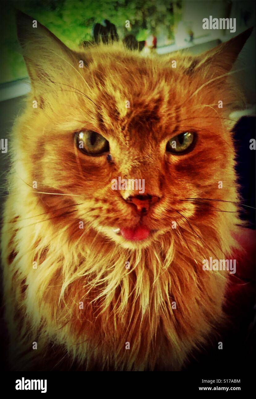 Cat Poking Out Tongue High Resolution Stock Photography and Images - Alamy