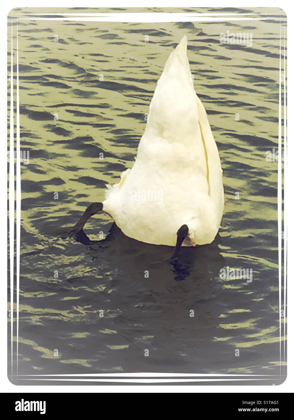 Swan bottom feeding hi-res stock photography and images - Alamy