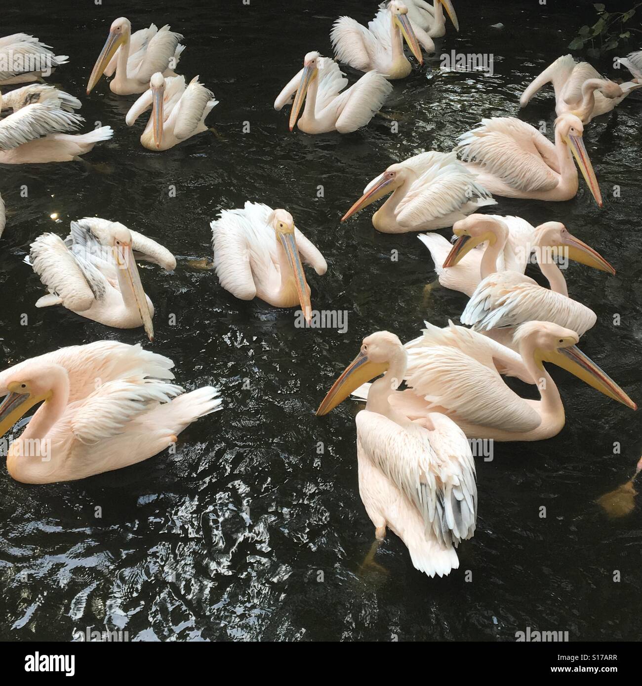 Cairo egypt zoo hi-res stock photography and images - Alamy