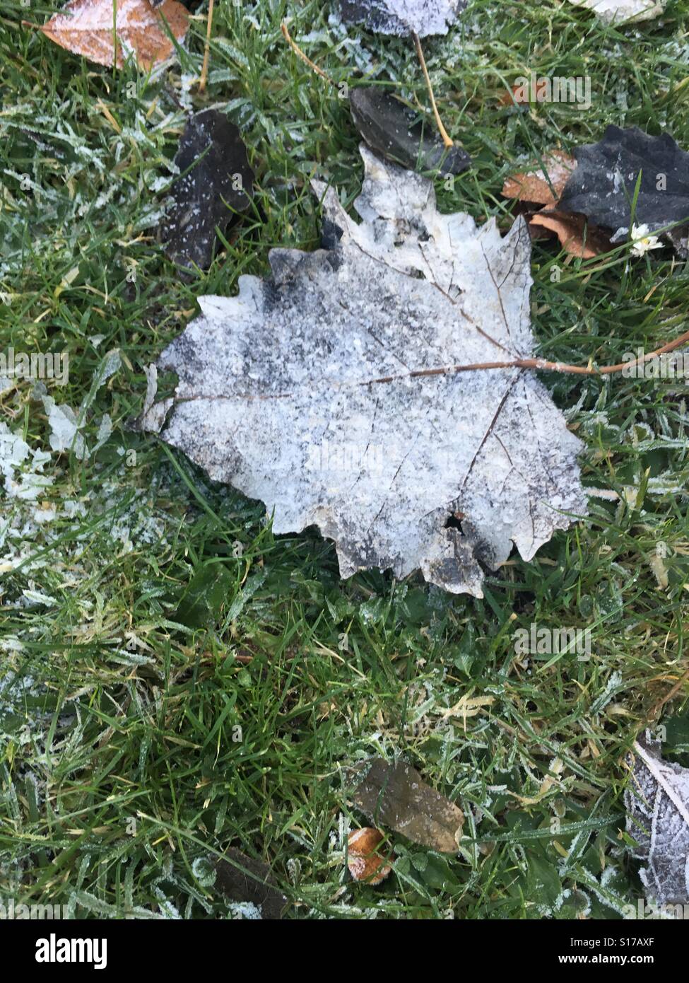 Snow leaf hi-res stock photography and images - Alamy