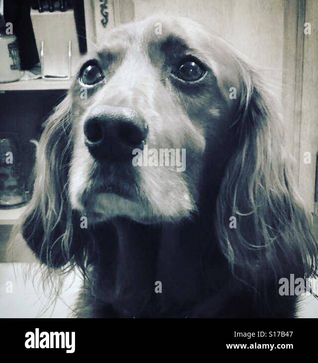 Soppy dog hi-res stock photography and images - Alamy