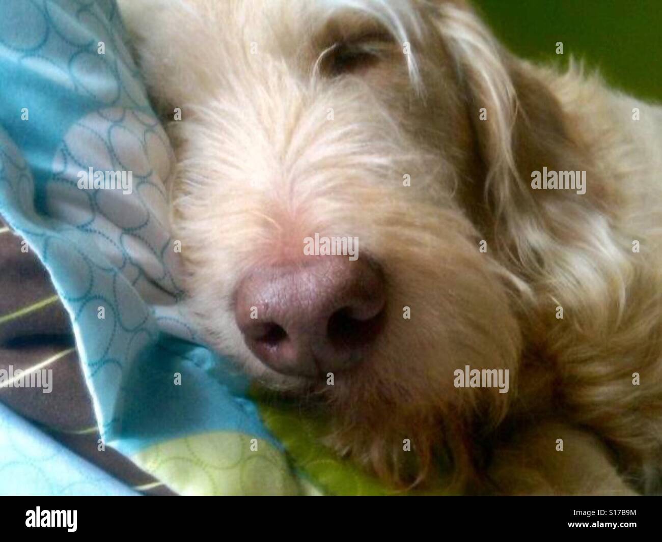 Snoring dog hi-res stock photography and images - Alamy