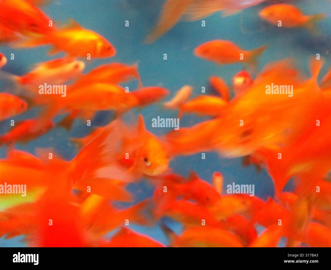 One among many hi-res stock photography and images - Alamy