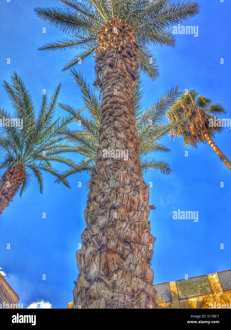 Taaz hi-res stock photography and images - Alamy