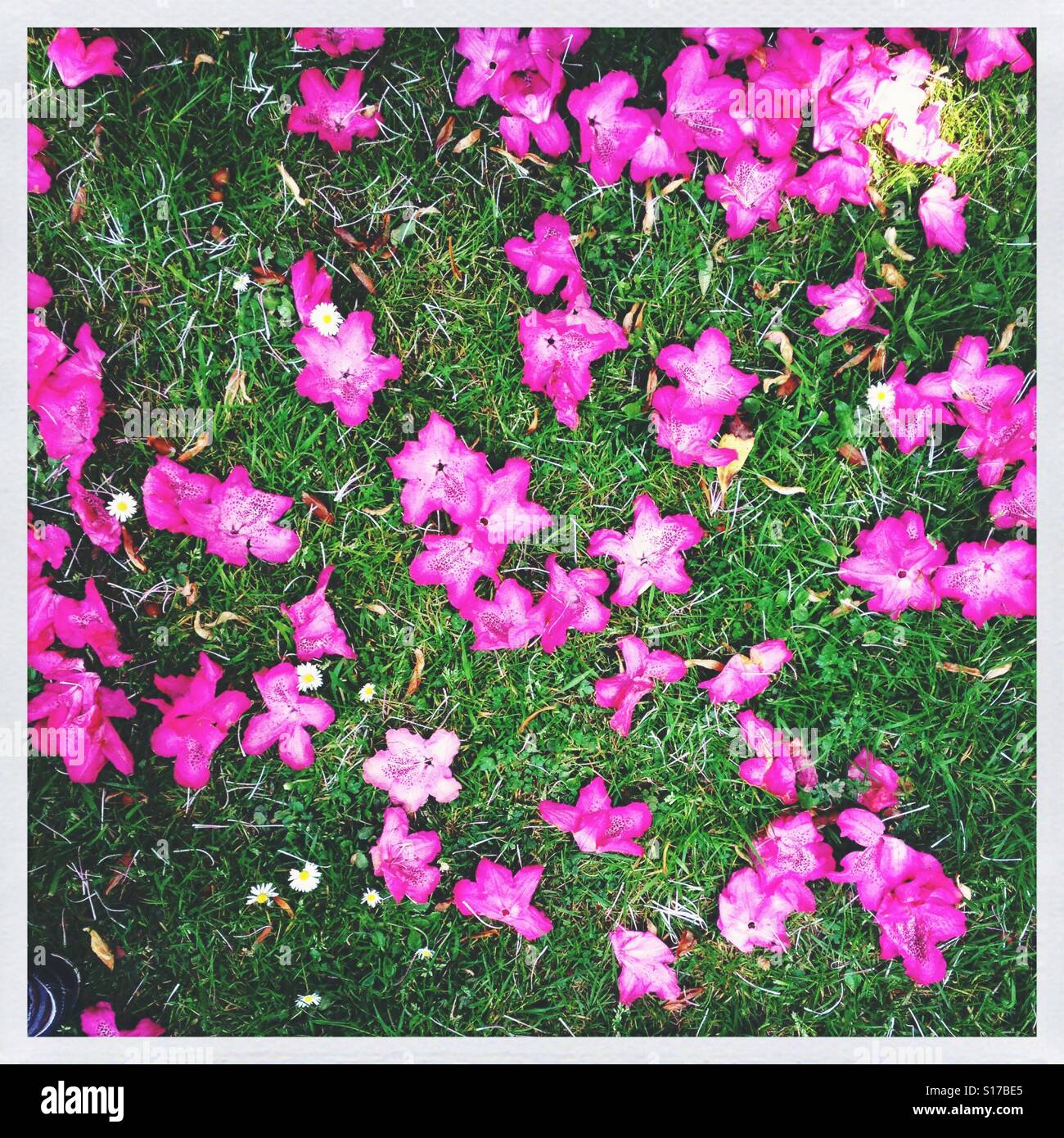 Pink grass flowers hi-res stock photography and images - Alamy