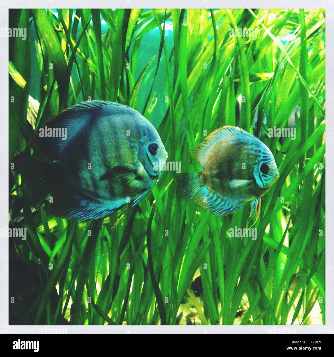 Fish swimming tropical hi-res stock photography and images - Alamy