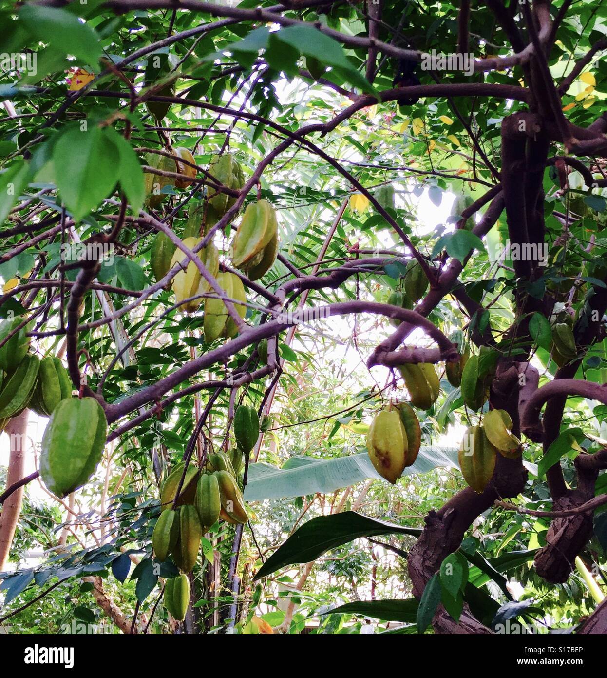 Star fruit tree hi-res stock photography and images - Alamy