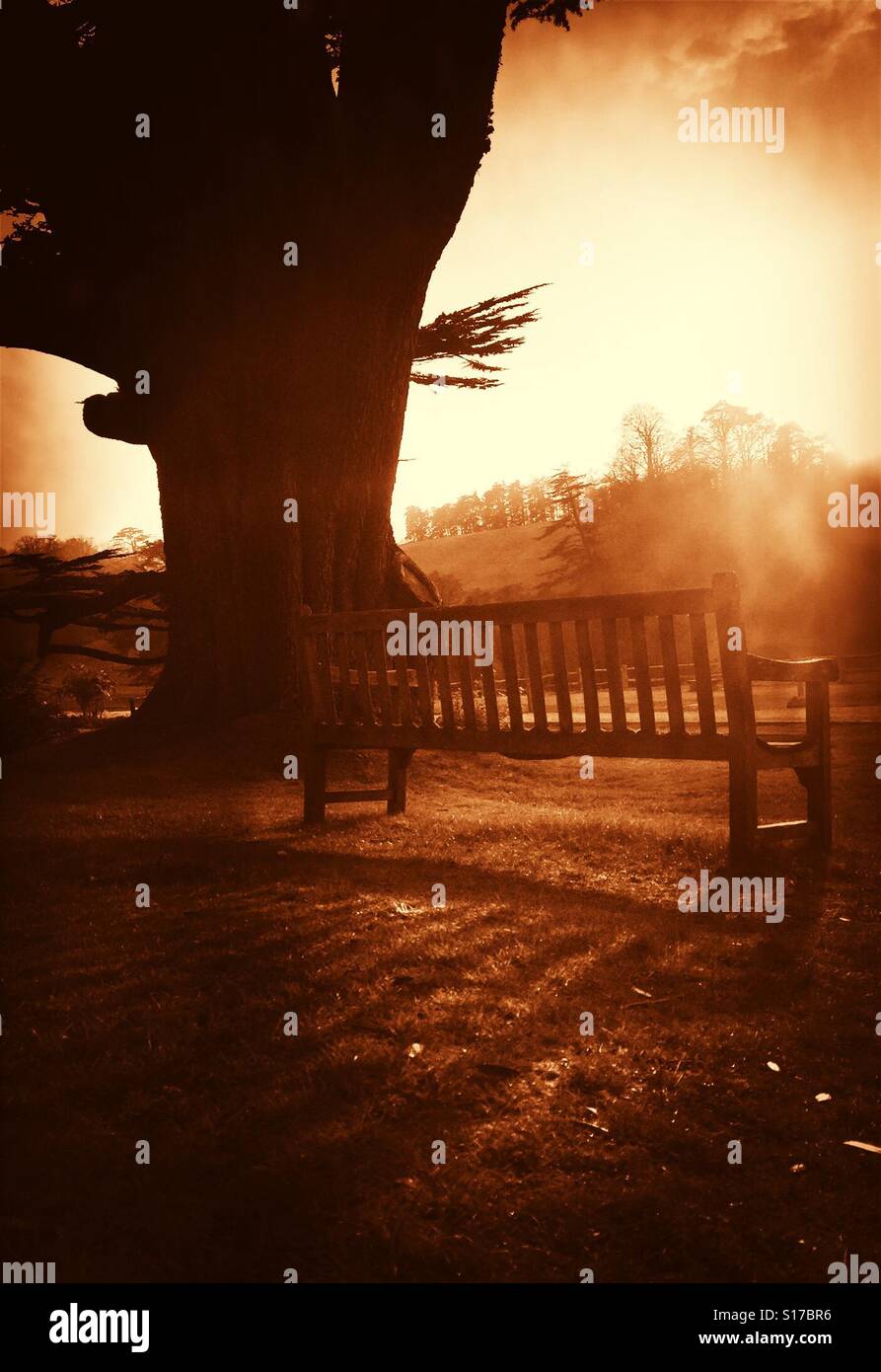 Bench by tree in low sun Stock Photo - Alamy