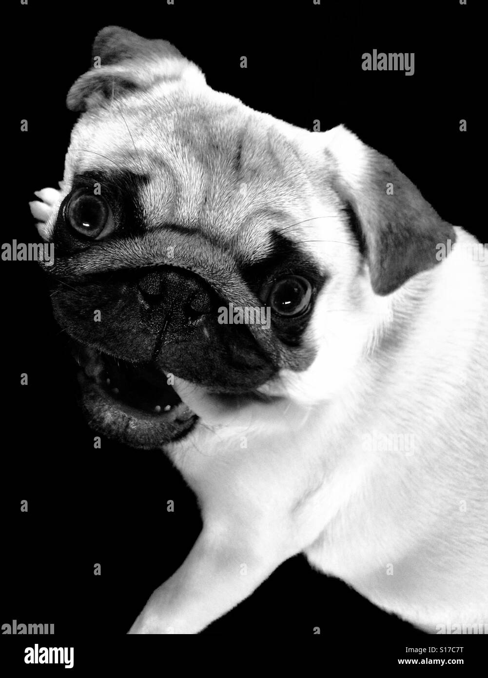 Rambo the Pug Stock Photo - Alamy