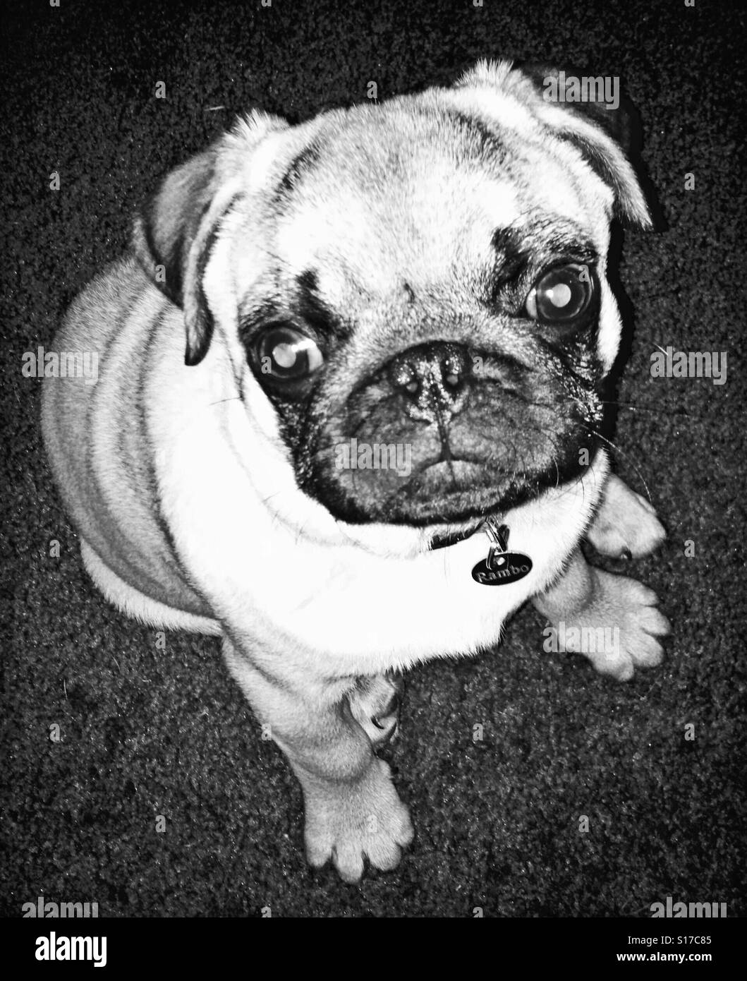 Pensive pug hi-res stock photography and images - Alamy