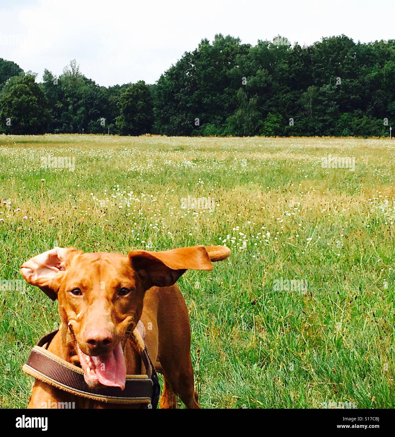 Dog with floppy ears hi-res stock photography and images - Alamy