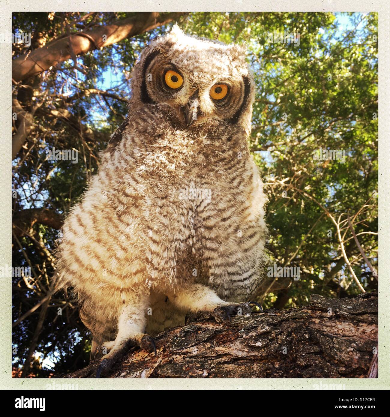 Good owl hi-res stock photography and images - Alamy