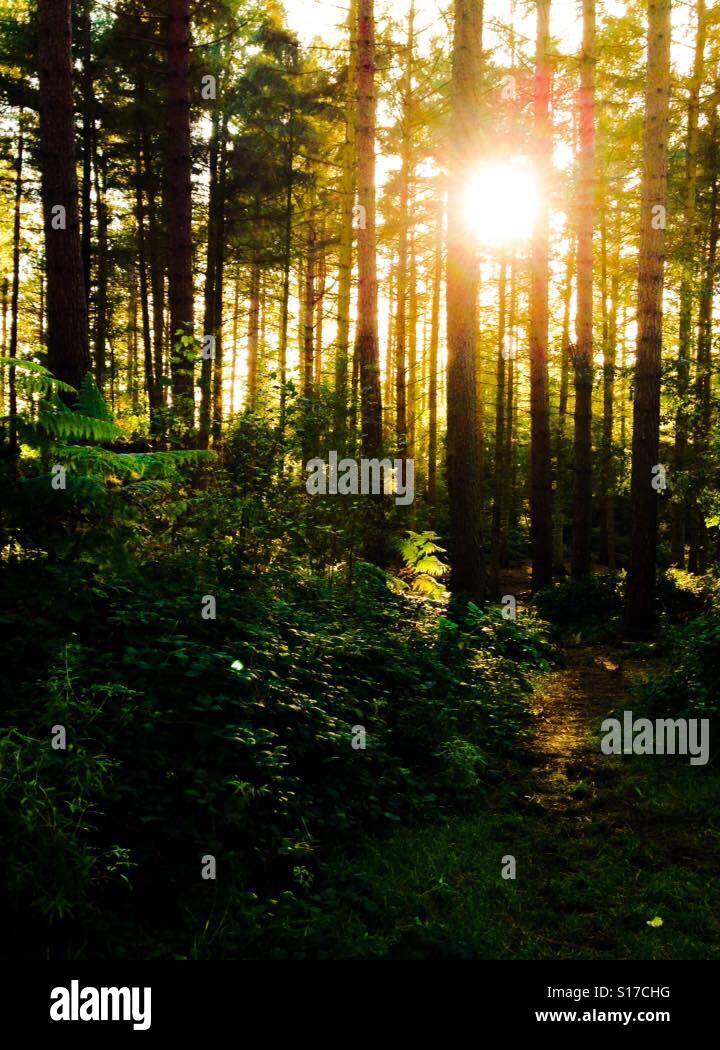 Chopwell Woodland Park High Resolution Stock Photography and Images - Alamy