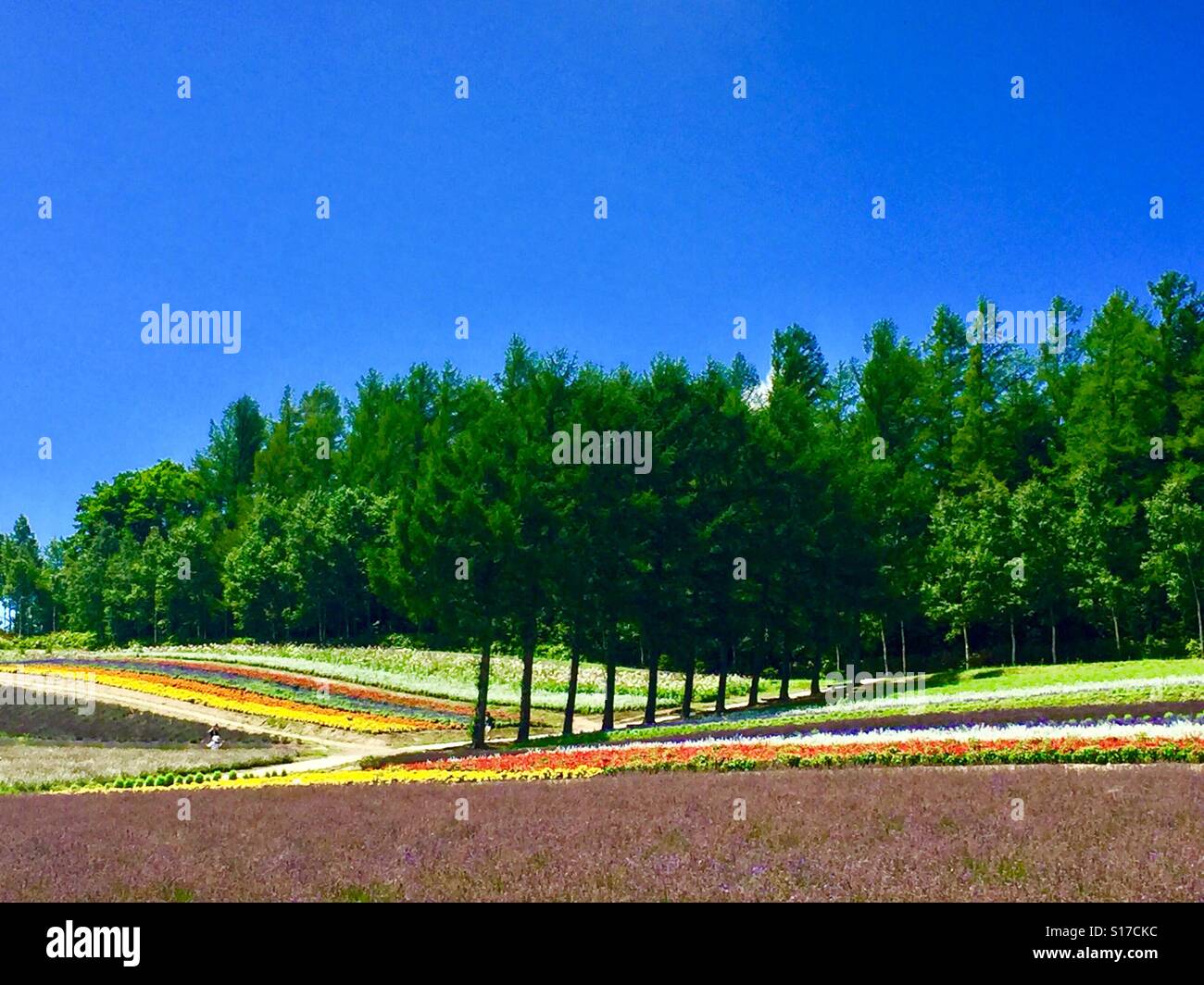 Japan flower fields hi-res stock photography and images - Alamy