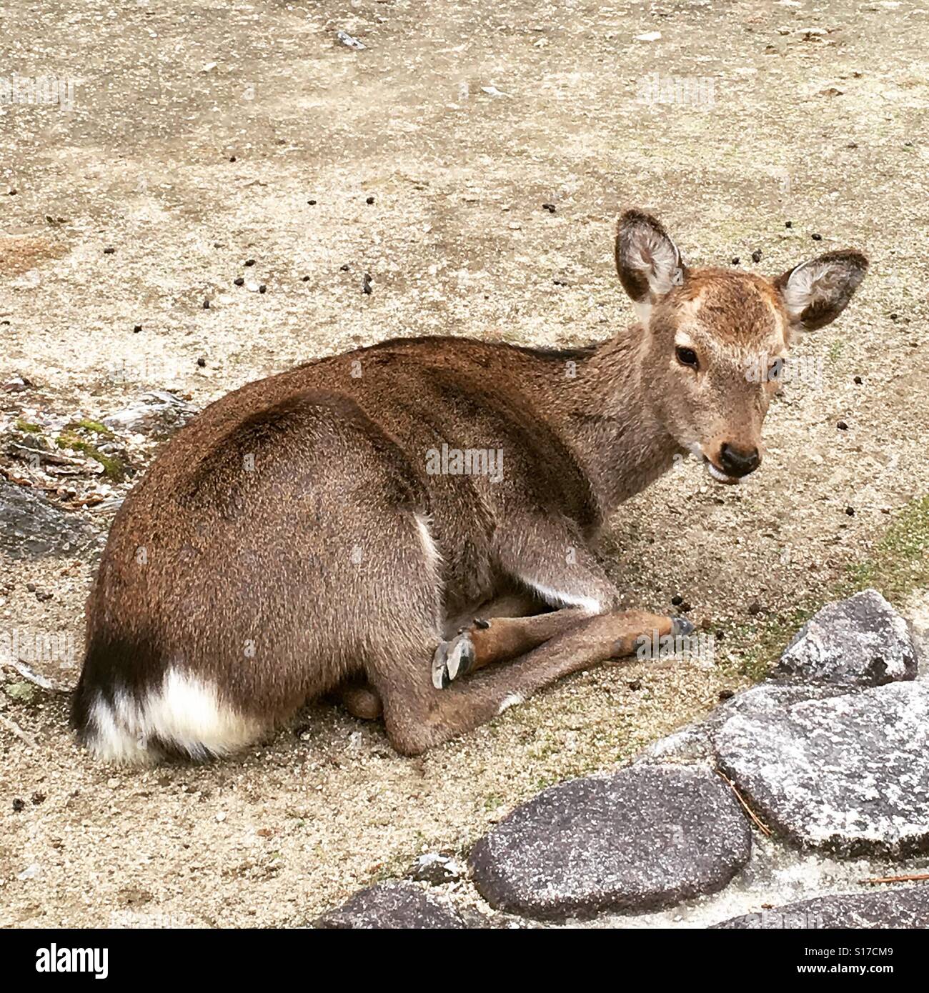 Baby Deer Sitting On Ground High Resolution Stock Photography and ...