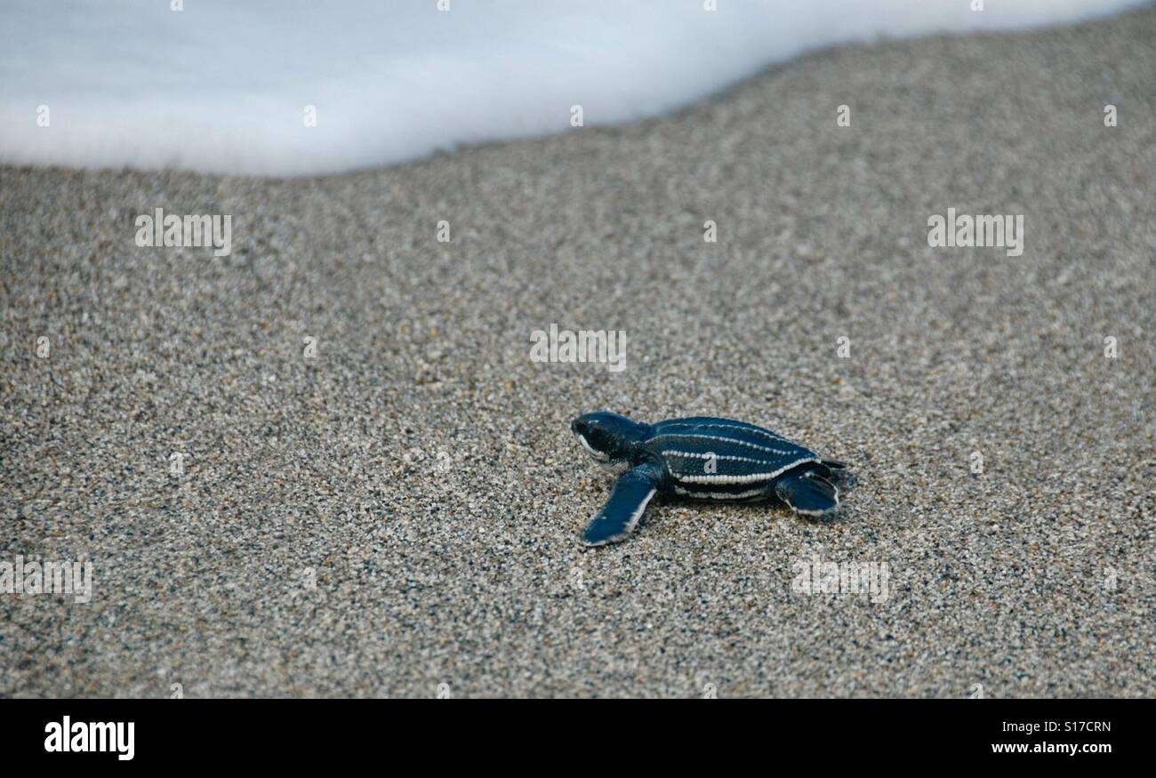 Leatherback turtle hatchling heading to sea Stock Photo - Alamy