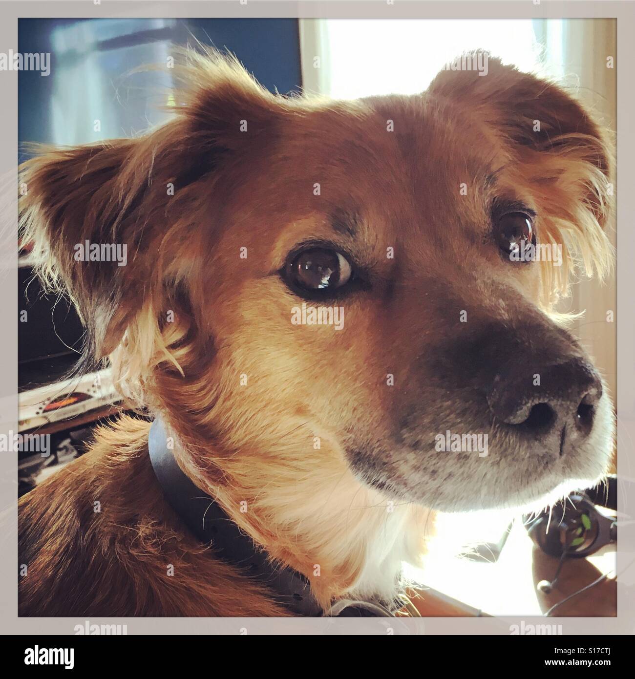 Golden Retriever Hound Mix