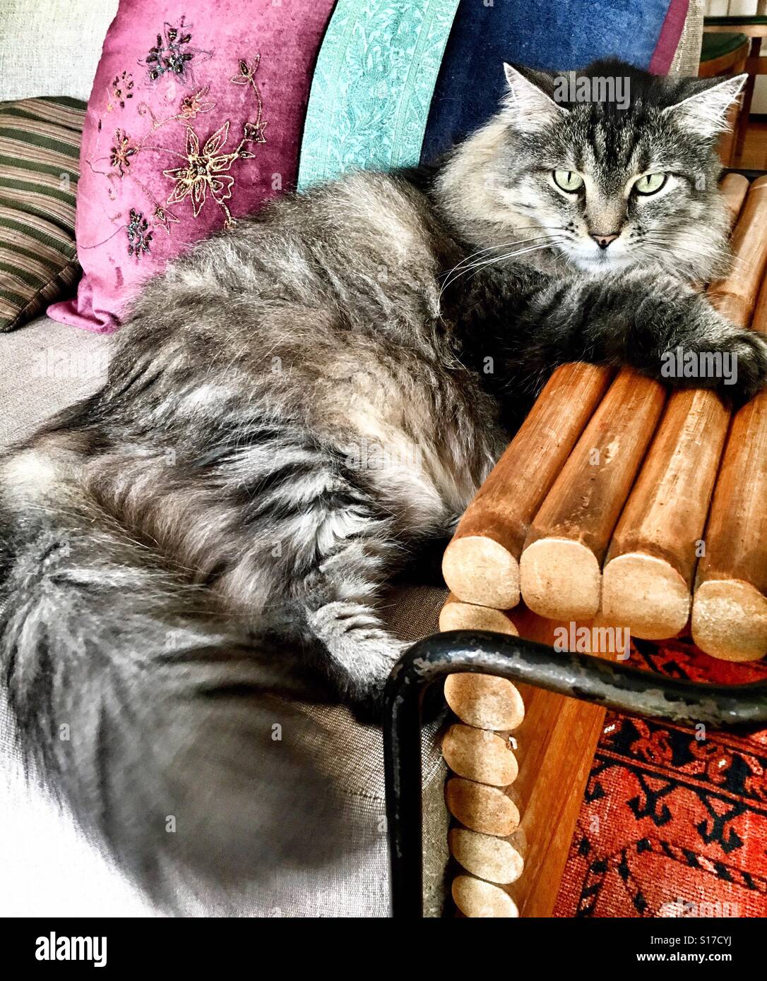 The Cheshire Cat Stock Photo - Alamy