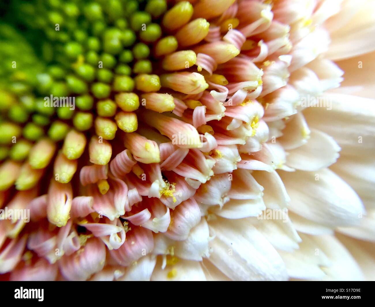 Gerber gerbera hi-res stock photography and images - Alamy