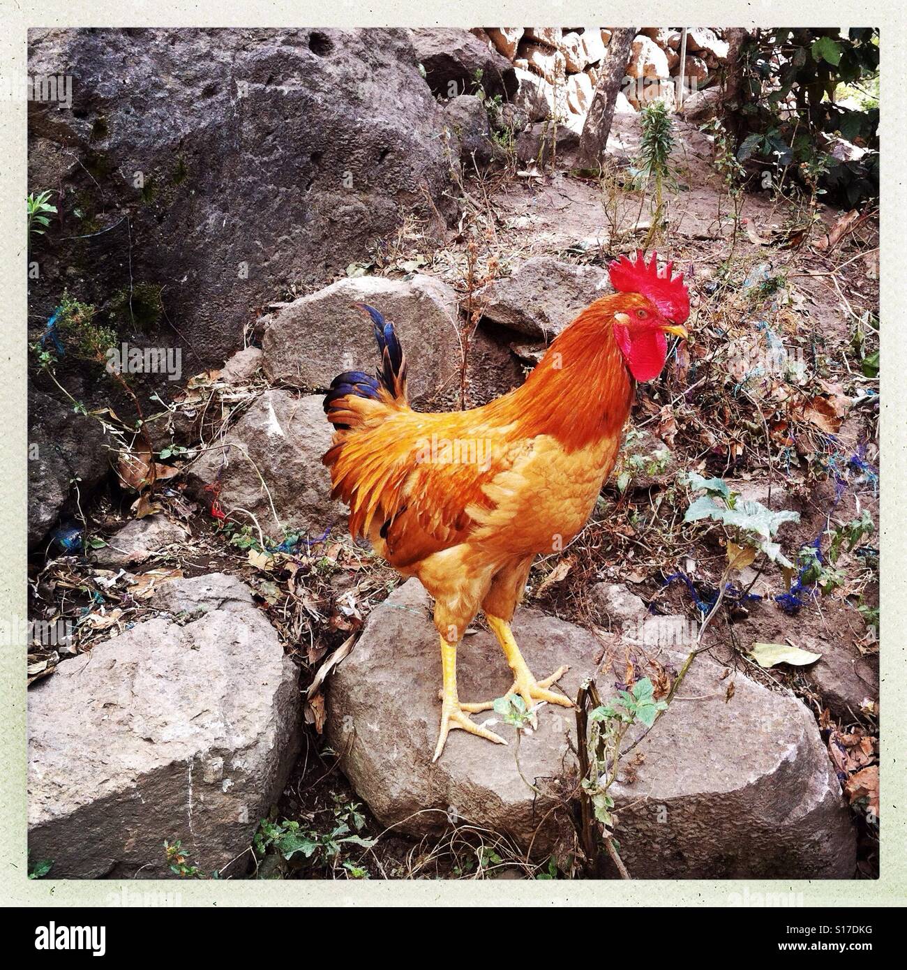 Chicken guatemala hi-res stock photography and images - Alamy