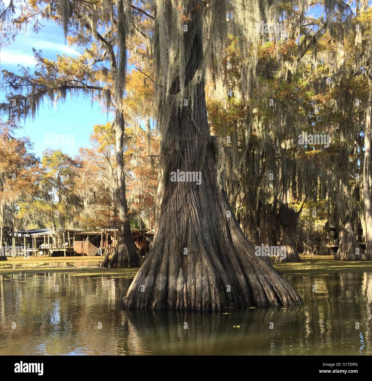 Cypress tree swamp hi-res stock photography and images - Alamy