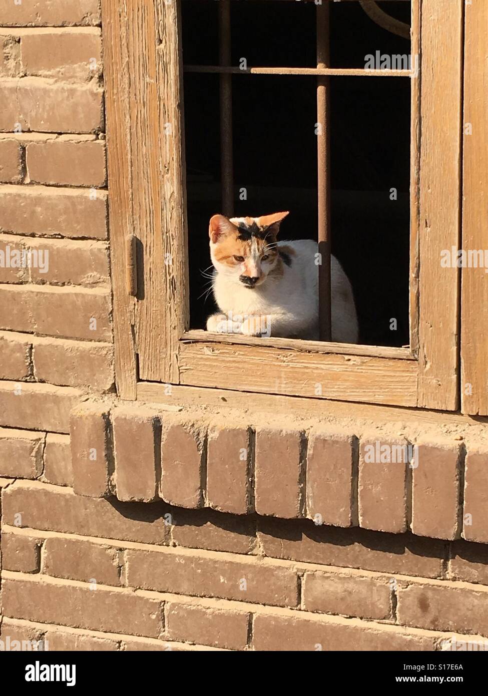 A cat sitting on the window Stock Photo - Alamy