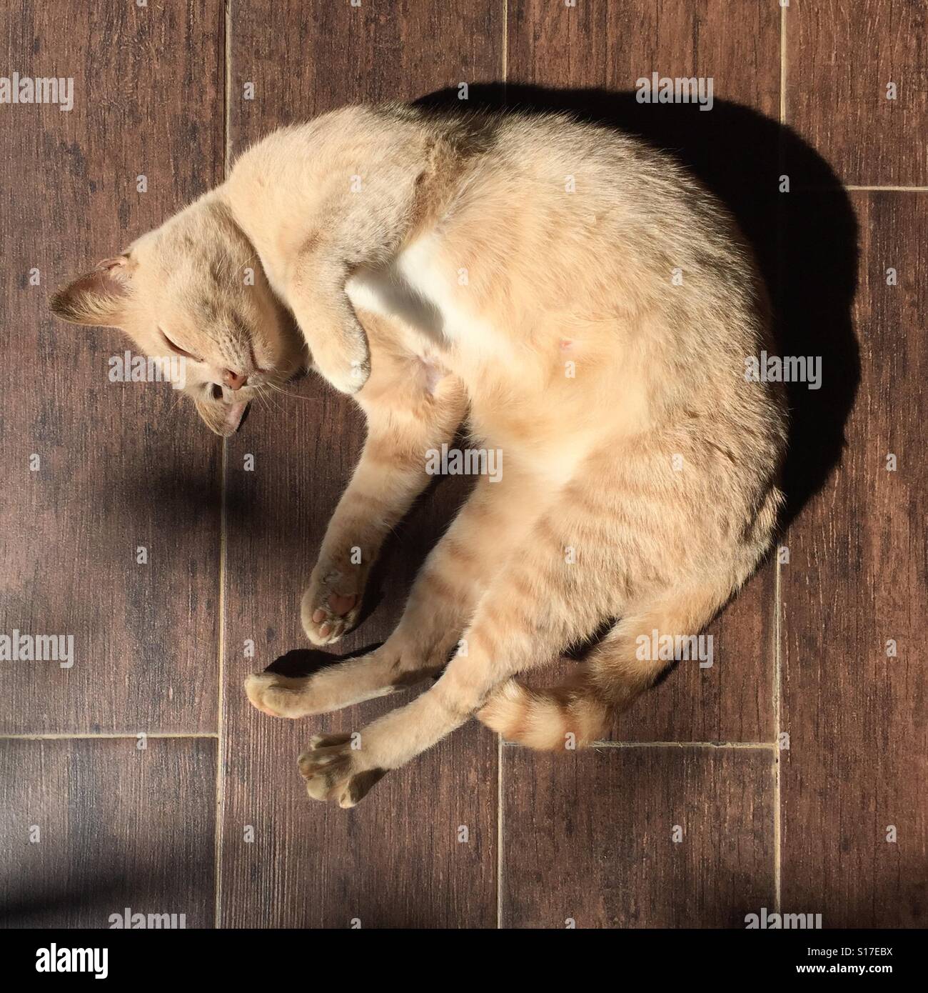 Cat Under The Sun Stock Photos & Cat Under The Sun Stock Images - Alamy