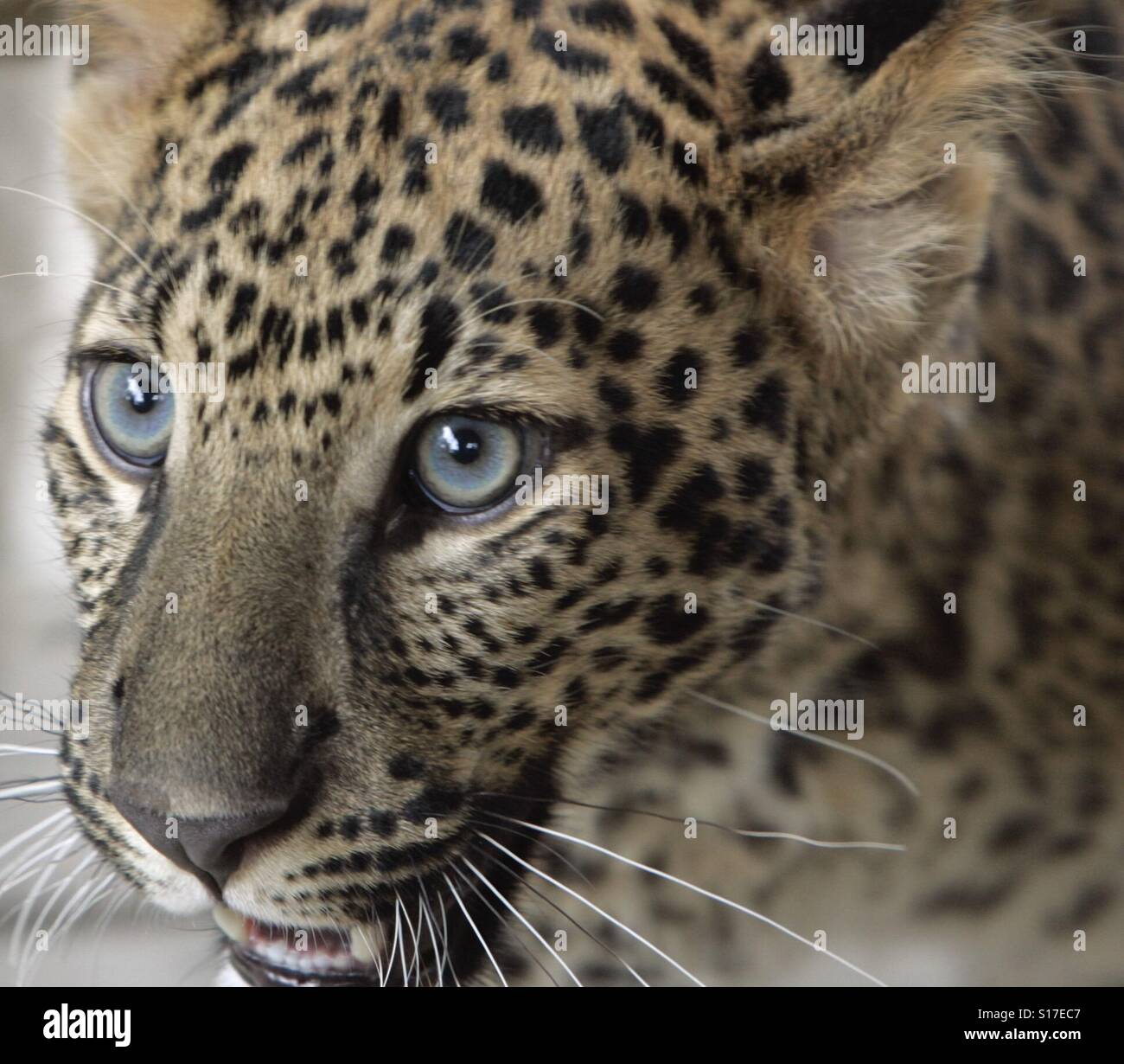 This is a young leopard Stock Photo - Alamy