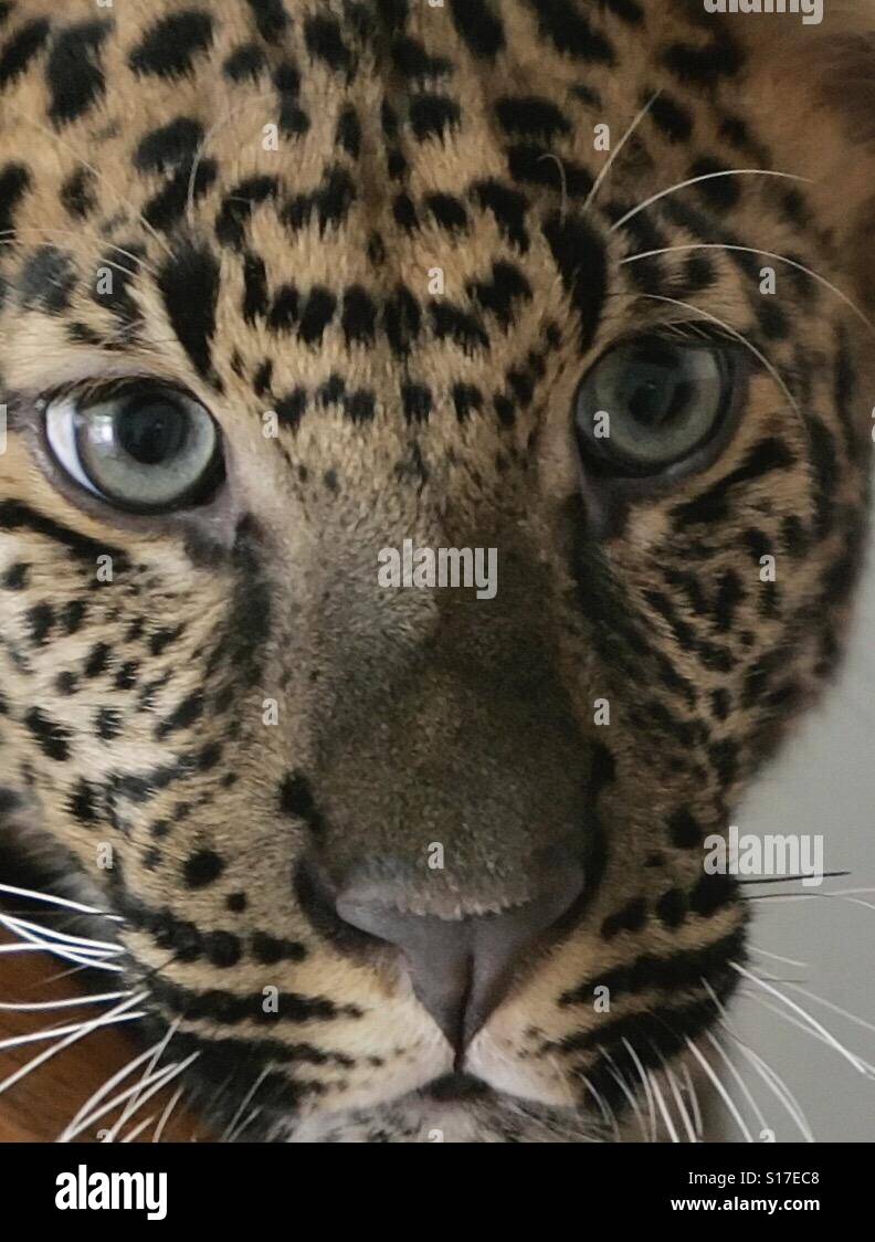 A young leopard Stock Photo - Alamy
