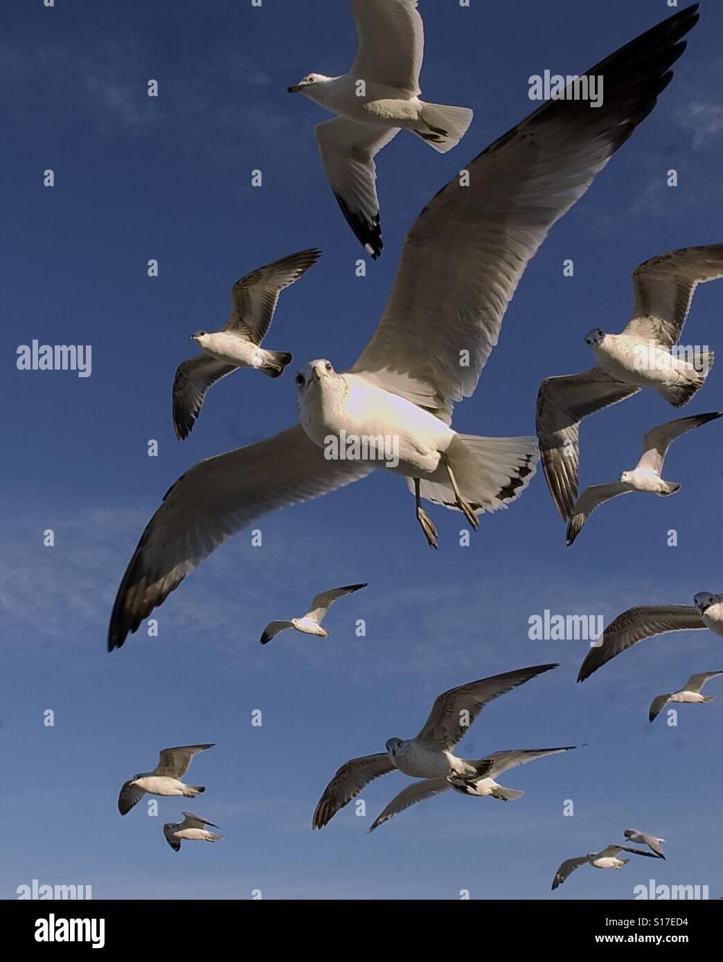 Flock of gulls in a field hi-res stock photography and images - Alamy