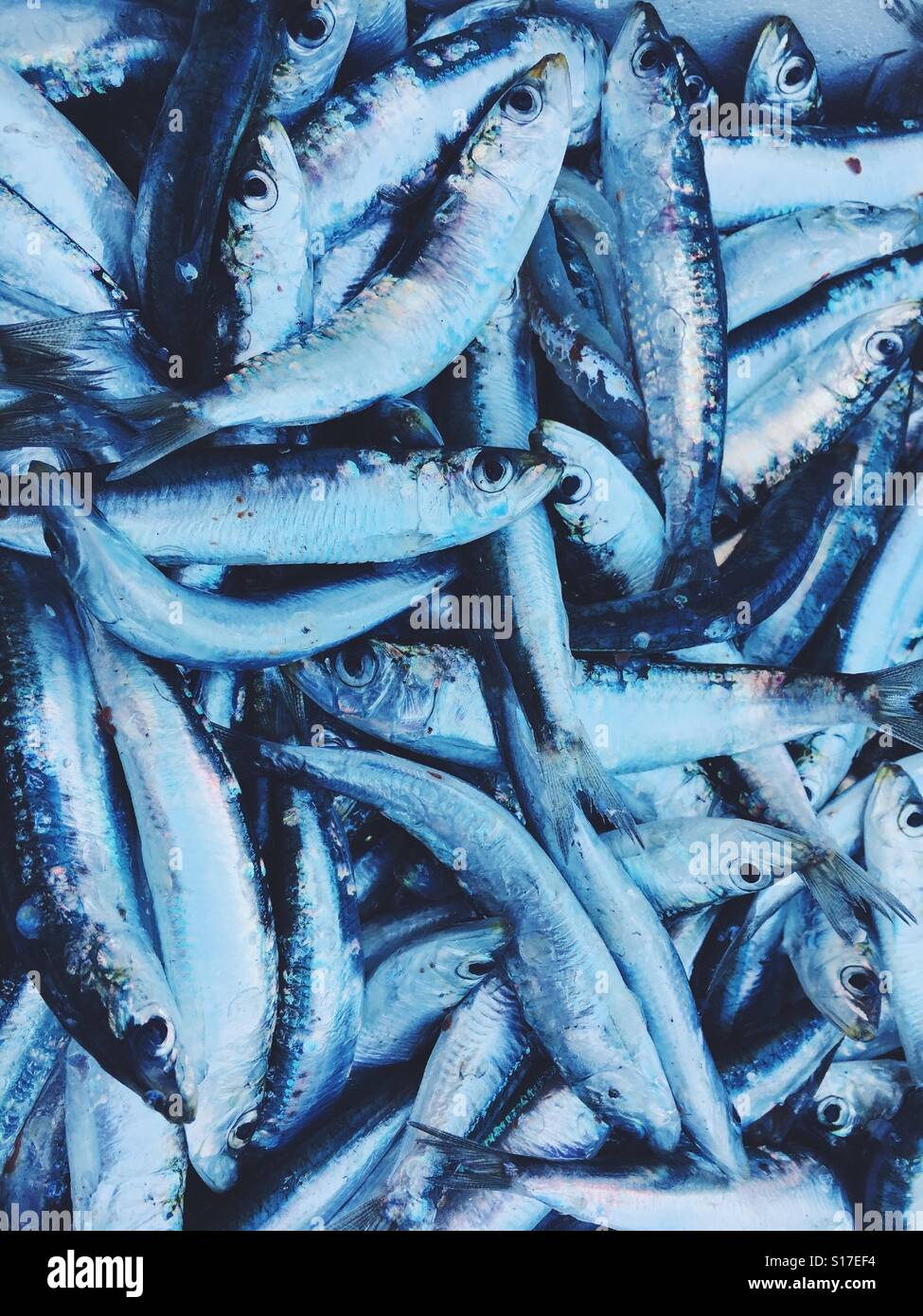 Close up of sardines hi-res stock photography and images - Alamy