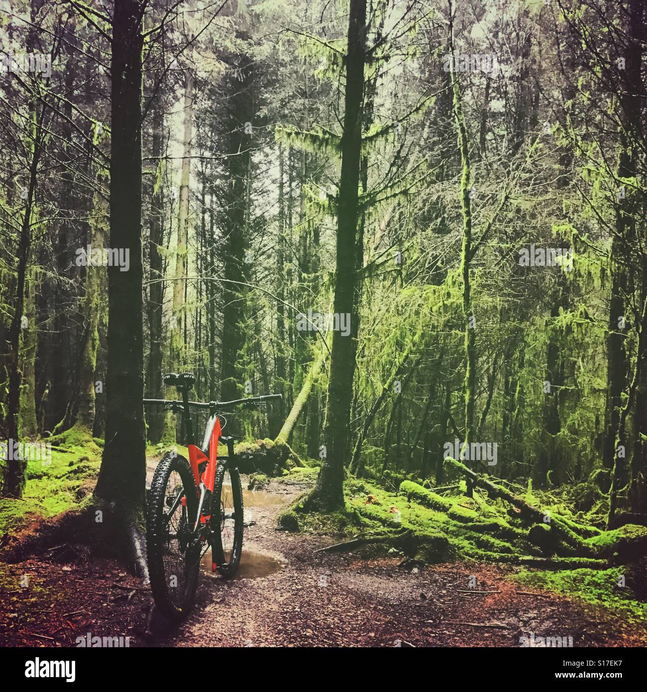 Woodland ride hi-res stock photography and images - Alamy
