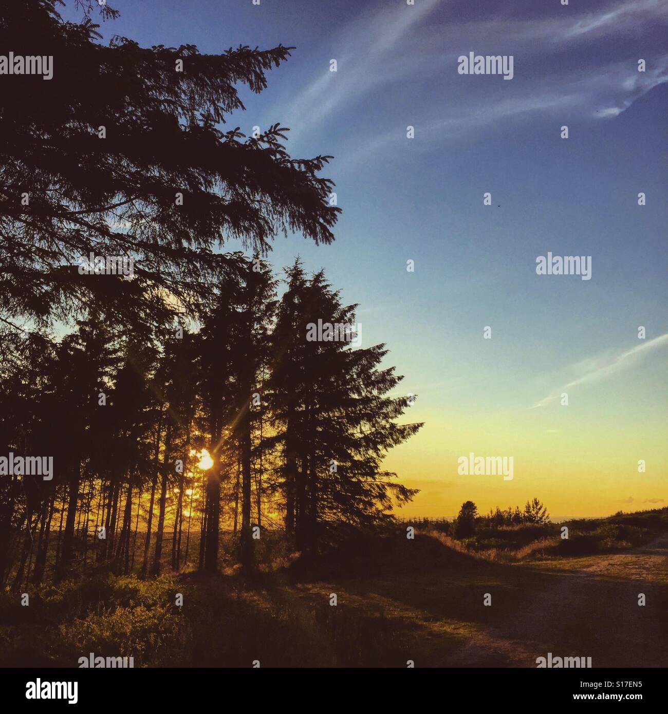 Sun through trees hi-res stock photography and images - Alamy