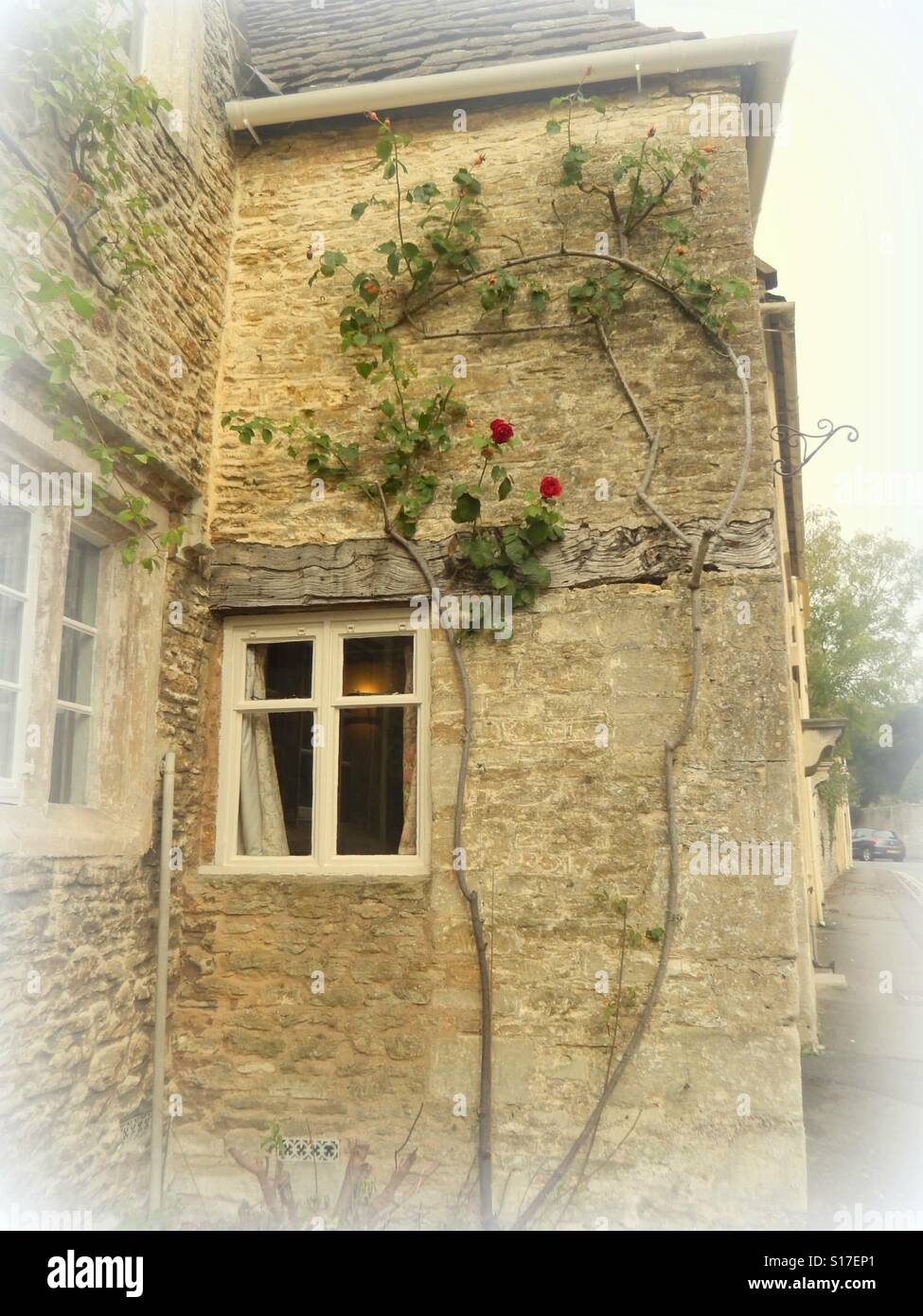 Red climbing rose hi-res stock photography and images - Alamy