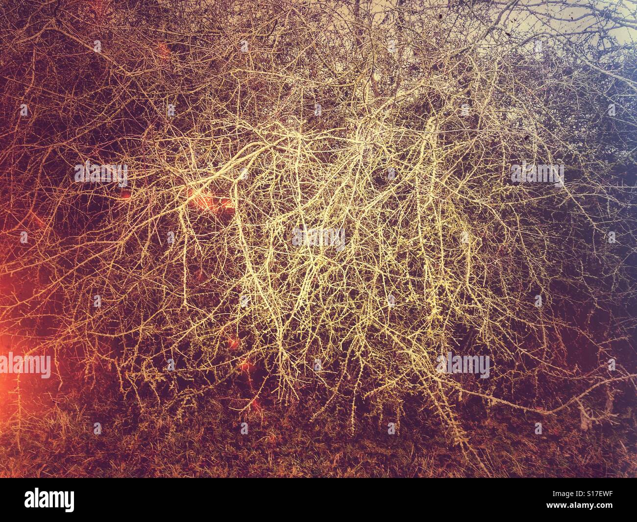 Hedge pattern hi-res stock photography and images - Alamy