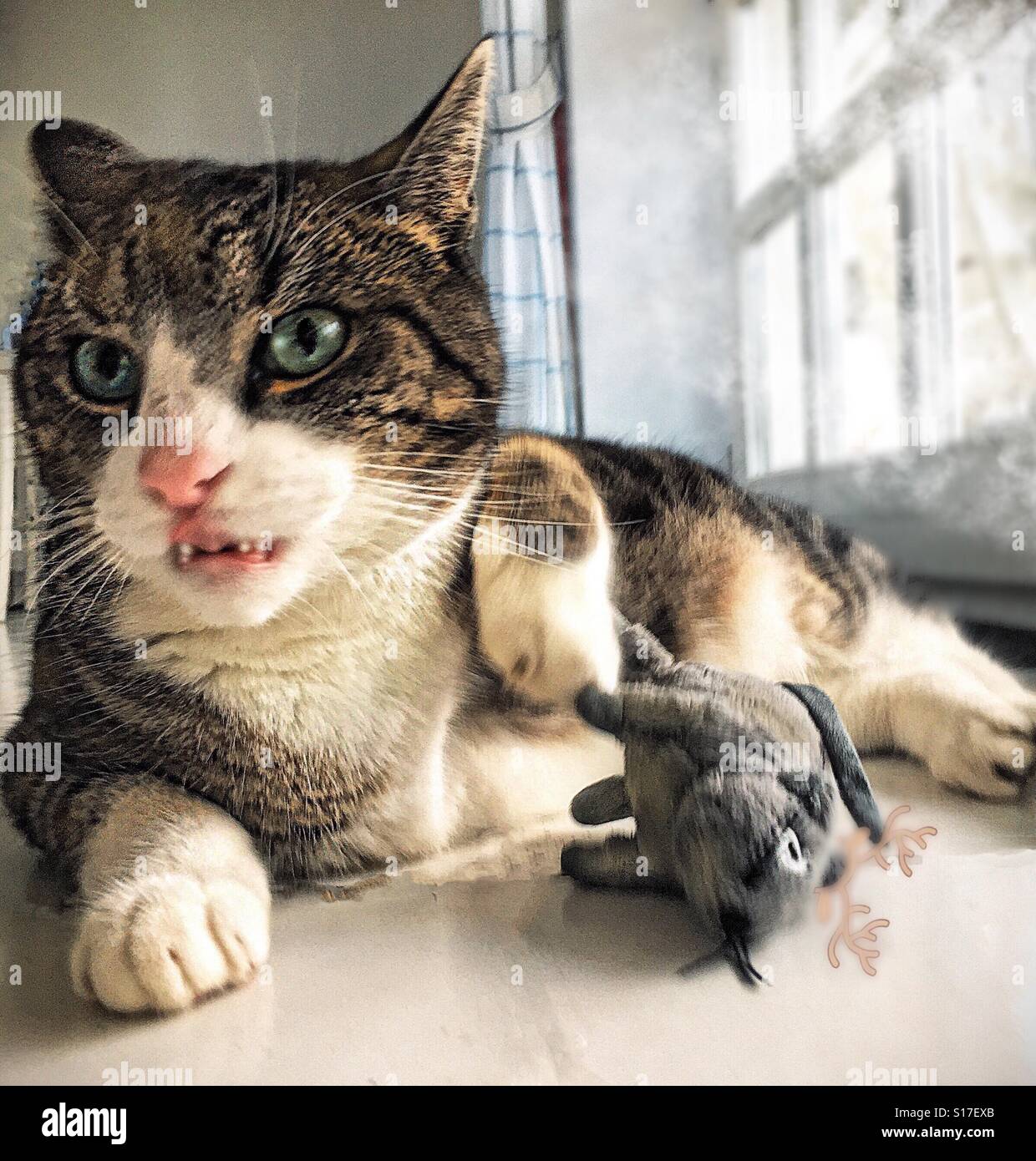 Reindeer mouse hi-res stock photography and images - Alamy