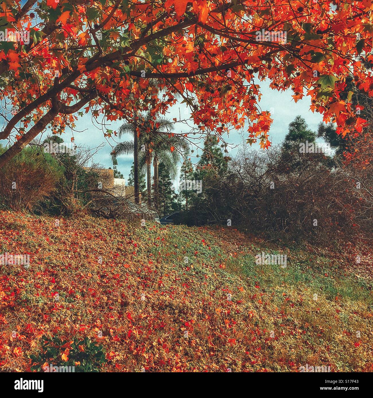 California winter hi-res stock photography and images - Alamy