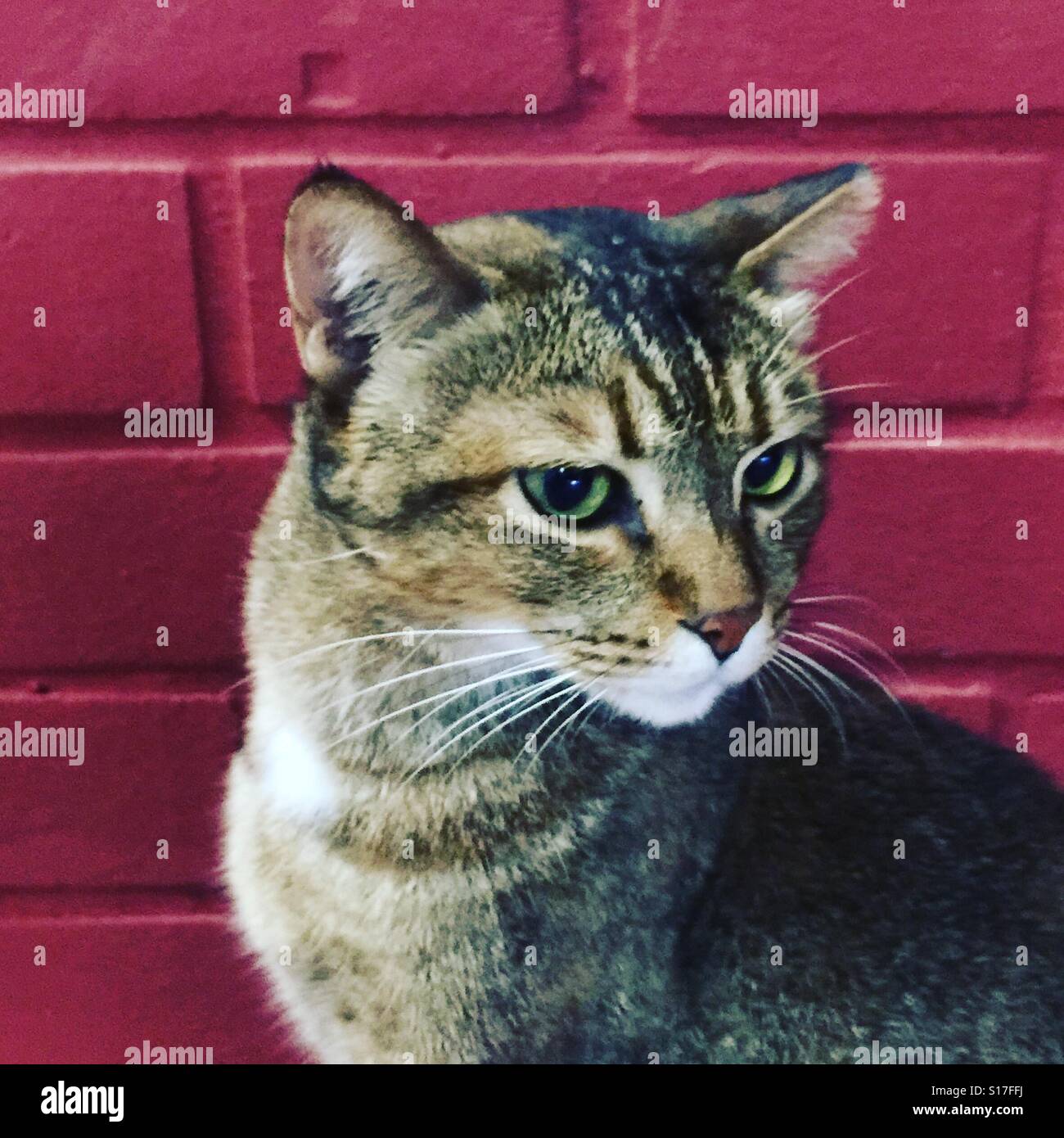 Beautiful stray cat hi-res stock photography and images - Alamy