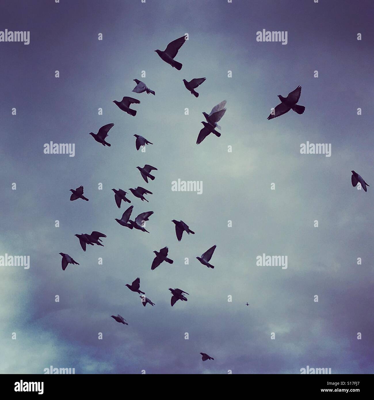 Racing pigeons hi-res stock photography and images - Alamy