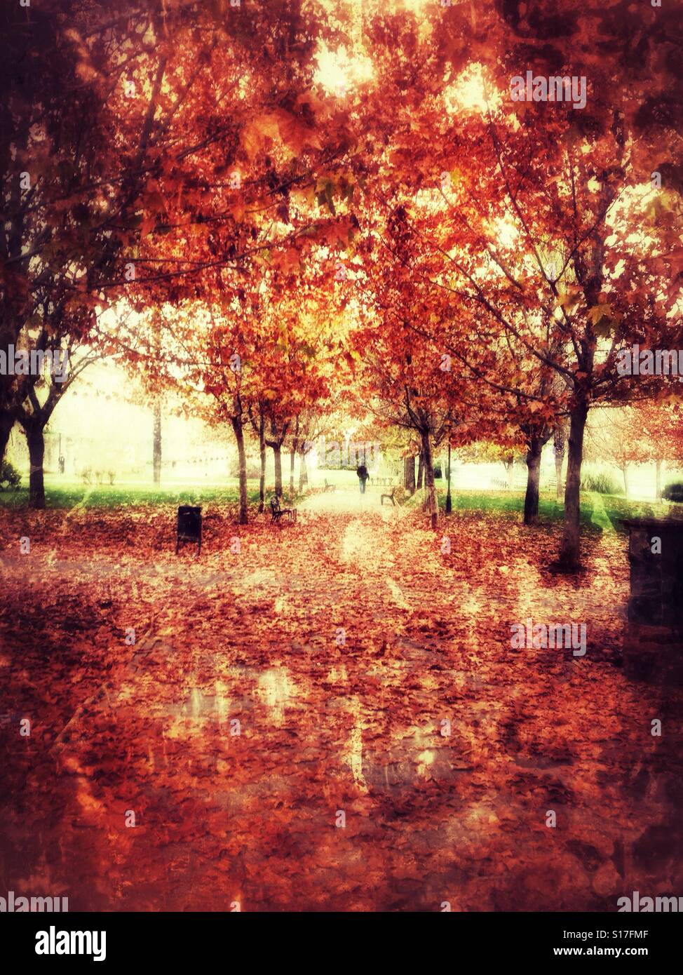 Walking through the trees hi-res stock photography and images - Alamy